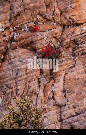 Indian Paintbrush flowers Zion National Park Stock Photo - Alamy