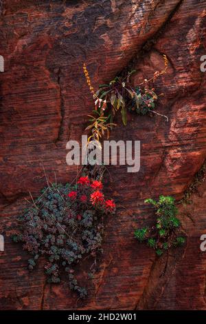 Indian Paintbrush flowers Zion National Park Stock Photo - Alamy
