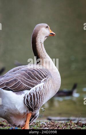Observation of geese and ducks, in a relaxing scenery Stock Photo - Alamy