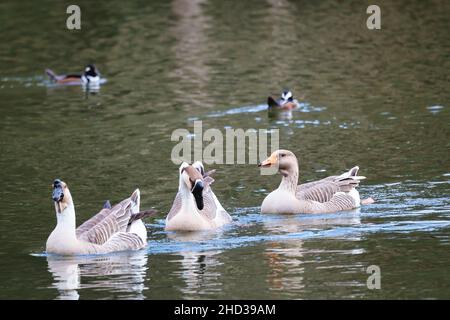 Observation of geese and ducks, in a relaxing scenery Stock Photo - Alamy