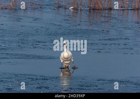 Mute swan trying to walk on melting ice in glorious light Stock Photo ...