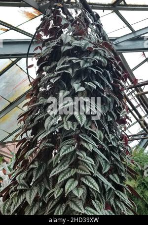 Beautiful climbing tropical plant of Cissus Discolor, also known as ...