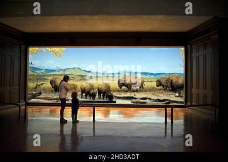 Natural History Museum, diorama, display, Los Angeles, California, USA ...