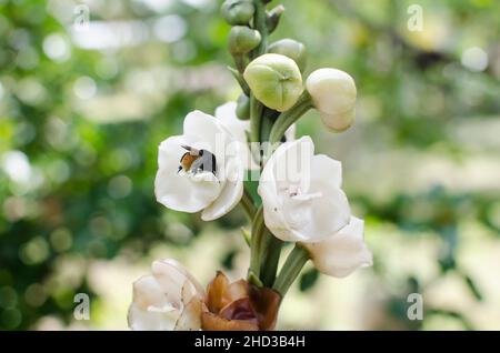 Peristeria elata also known as Dove Orchid, the National Flower of ...