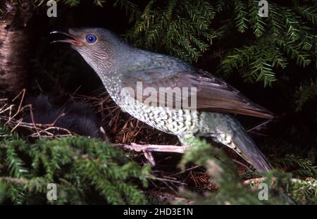 FEMALE SATIN BOWERBIRD FEEDING YOUNG, LAMINGTON NATIONAL PARK ...