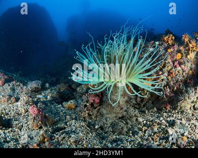 Anemone tube (Cerianthus membranaceus) in the sea bottom Stock Photo ...