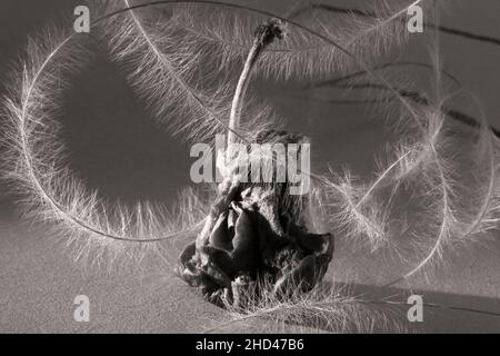 dry wrinkled apple and hairy plant Stock Photo - Alamy