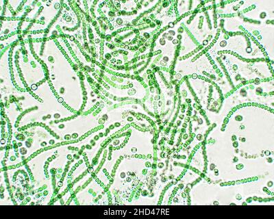 Microscopic view of a cyanobacteria (blue-green algae, Oscillatoria ...