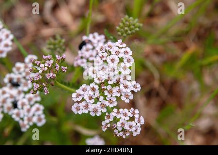 Yarrow pale pink flowers close up Stock Photo - Alamy