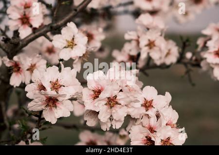 Almond tree blossoms white pinkish flowers blooming in spring Stock ...