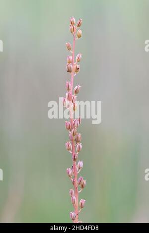 Triglochin maritima, known as seaside arrowgrass, common arrowgrass ...