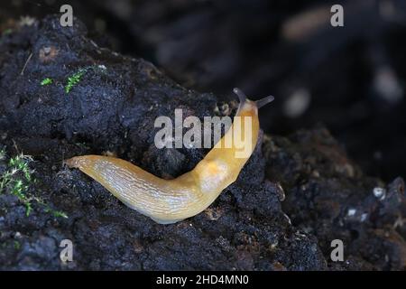 Deroceras agreste, commonly known as arctic field slug, field slug or ...