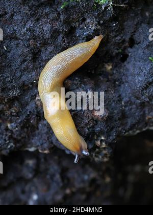 Deroceras agreste, commonly known as arctic field slug, field slug or ...