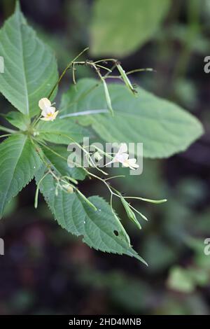 Small balsam, Impatiens parviflora, also known as Smallflower ...