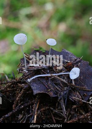 Mycena stylobates, commonly known as the bulbous bonnet, wild mushroom ...