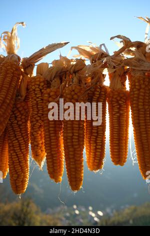 Traditional Black Sea Food Corn Bread with Yogurt / Yogurt Dogramasi ...