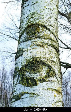 Vertical shot of rape of rope tied to a tree in Istanbul Theme Park ...