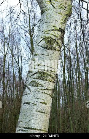 Vertical shot of rape of rope tied to a tree in Istanbul Theme Park ...