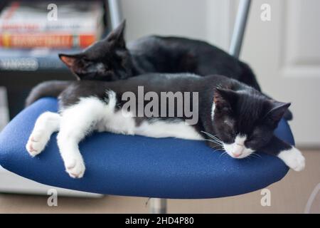Closeup shot of cute cats sleeping on a bed Stock Photo - Alamy