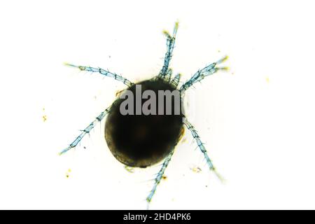 Water mite Hydrachnidia under the light microscope Stock Photo - Alamy