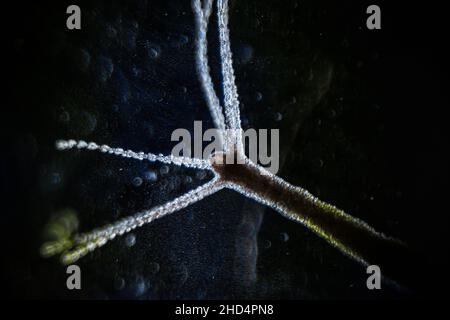 Hydra vulgaris under a light microscope, freshwater hydra taken from ...
