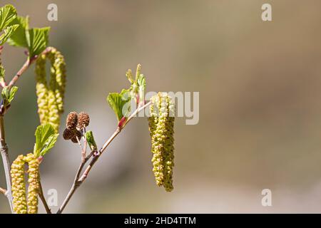 Green alder species Alnus alnobetula subsp. suaveolens catkins ...