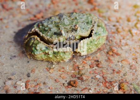 Common box-crab (Calappa philargius, Calappa Calappa) on the sand at ...