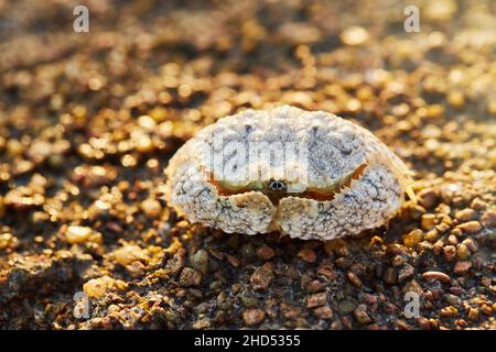 Common box-crab (Calappa philargius, Calappa Calappa) on the sand at ...