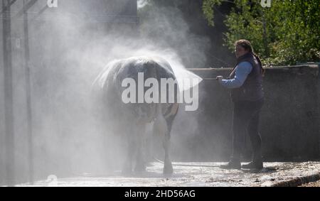 Farmer washing beef cattle down after showing in the heat at the Great ...