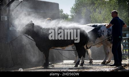People (farmers) washing hosing cleaning shampooing pedigree cows ...