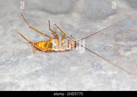 American cockroach (Periplaneta americana) the largest common cockroach ...