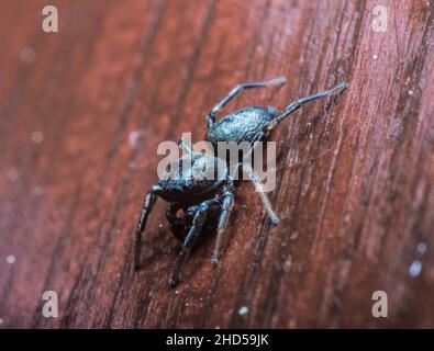 Macro shot of a Heliophanus clack spider insect on wooden background ...
