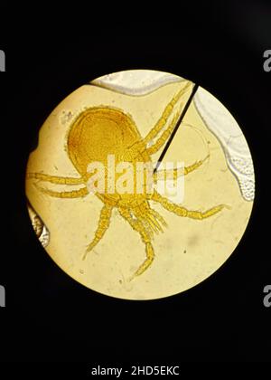 Ixodid tick under a microscope Stock Photo - Alamy