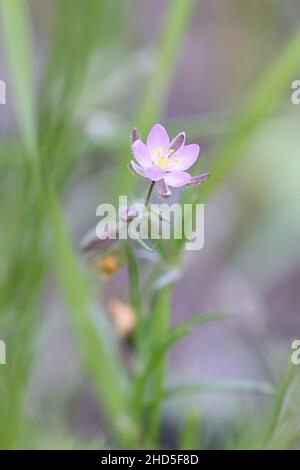Spergularia rubra Spergularia rubra Stock Photo - Alamy