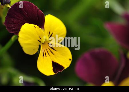Beautiful yelow flower in garden Stock Photo - Alamy