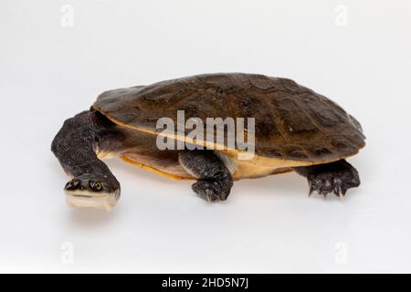 Broad Shell Long Necked Turtle on white background Stock Photo - Alamy