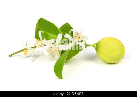 Fresh lemon flover isolated on white background. High resolution photo ...