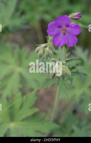 sticky geranium (Geranium viscosissimum Stock Photo - Alamy