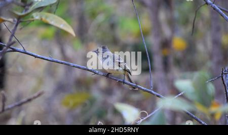 aves do Cerrado brasileiro Stock Photo - Alamy