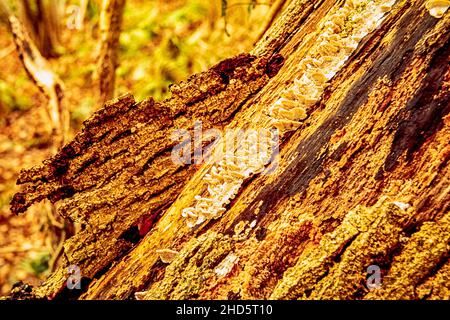Chaotic natural patterns and textures formed as trees age and ...