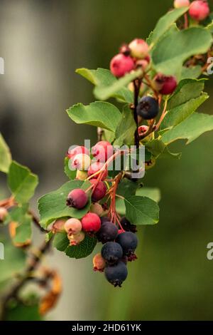 Some ripe huckleberries on a bush in Alaska Stock Photo - Alamy