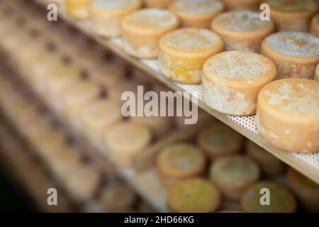 Closeup of wheels of sheep cheese on shelves in ripening room Stock ...
