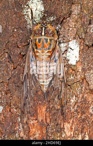 Razor Grinder cicada (Henicopsaltria eydouxii), showing tarsal claws ...