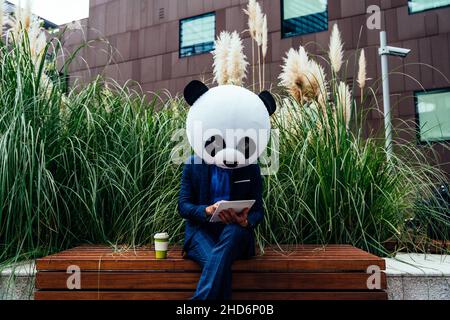 Giant panda (Ailuropoda melanoleuca) posing for tourists / visitors in ...