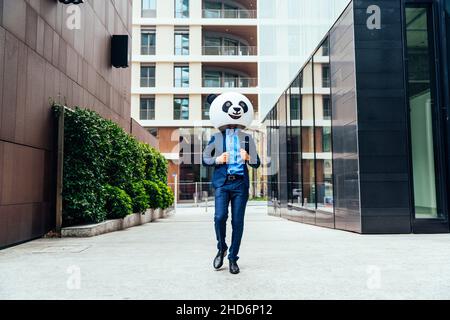 Giant panda (Ailuropoda melanoleuca) posing for tourists / visitors in ...