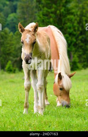 Beautiful Haflinger mare portrait Stock Photo - Alamy
