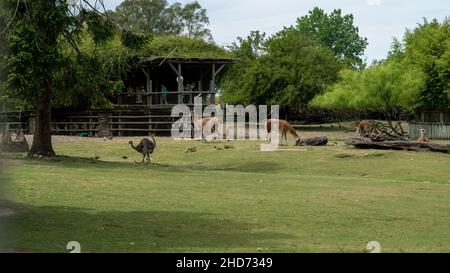 Group of guanacos in captivity Stock Photo - Alamy