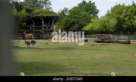 Group of guanacos in captivity Stock Photo - Alamy
