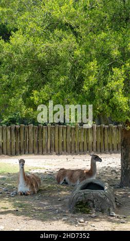 Group of guanacos in captivity Stock Photo - Alamy
