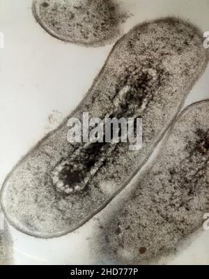 Rod-shaped bacteria under the microscope 400x Stock Photo - Alamy
